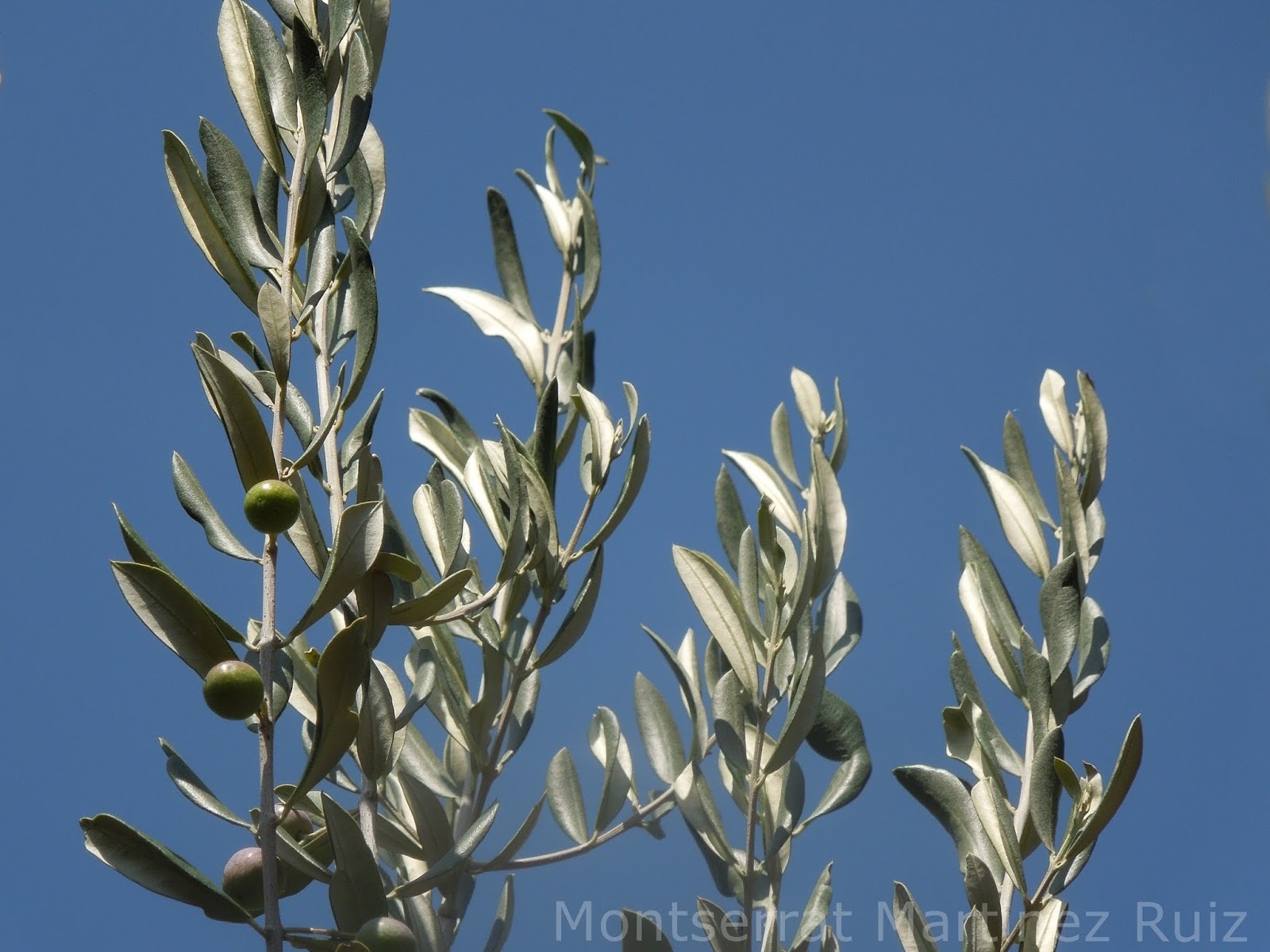 Plantas de hojas color GLAUCO y la Leyenda de GLAUCO - BOTÀNIC SERRAT