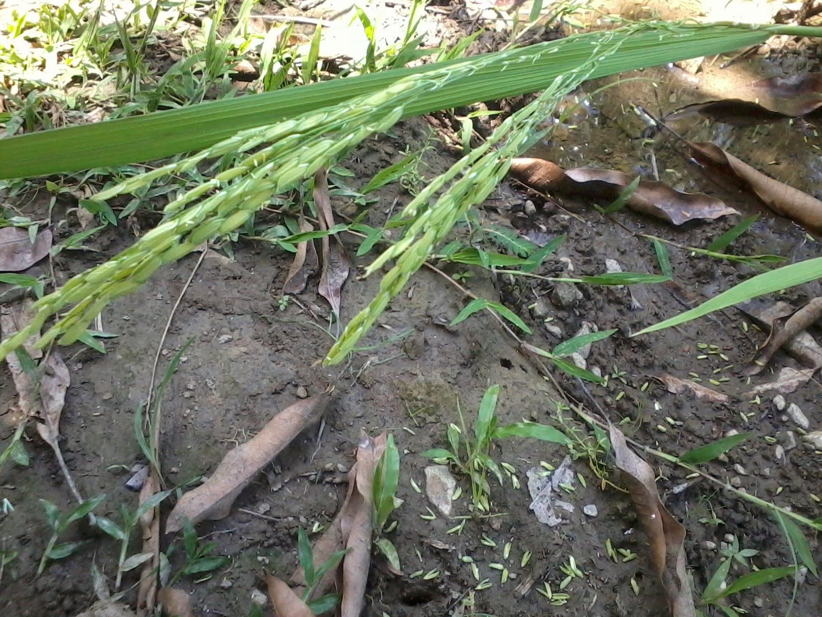 Sustainable Development: Maya Bird as Rice Pest