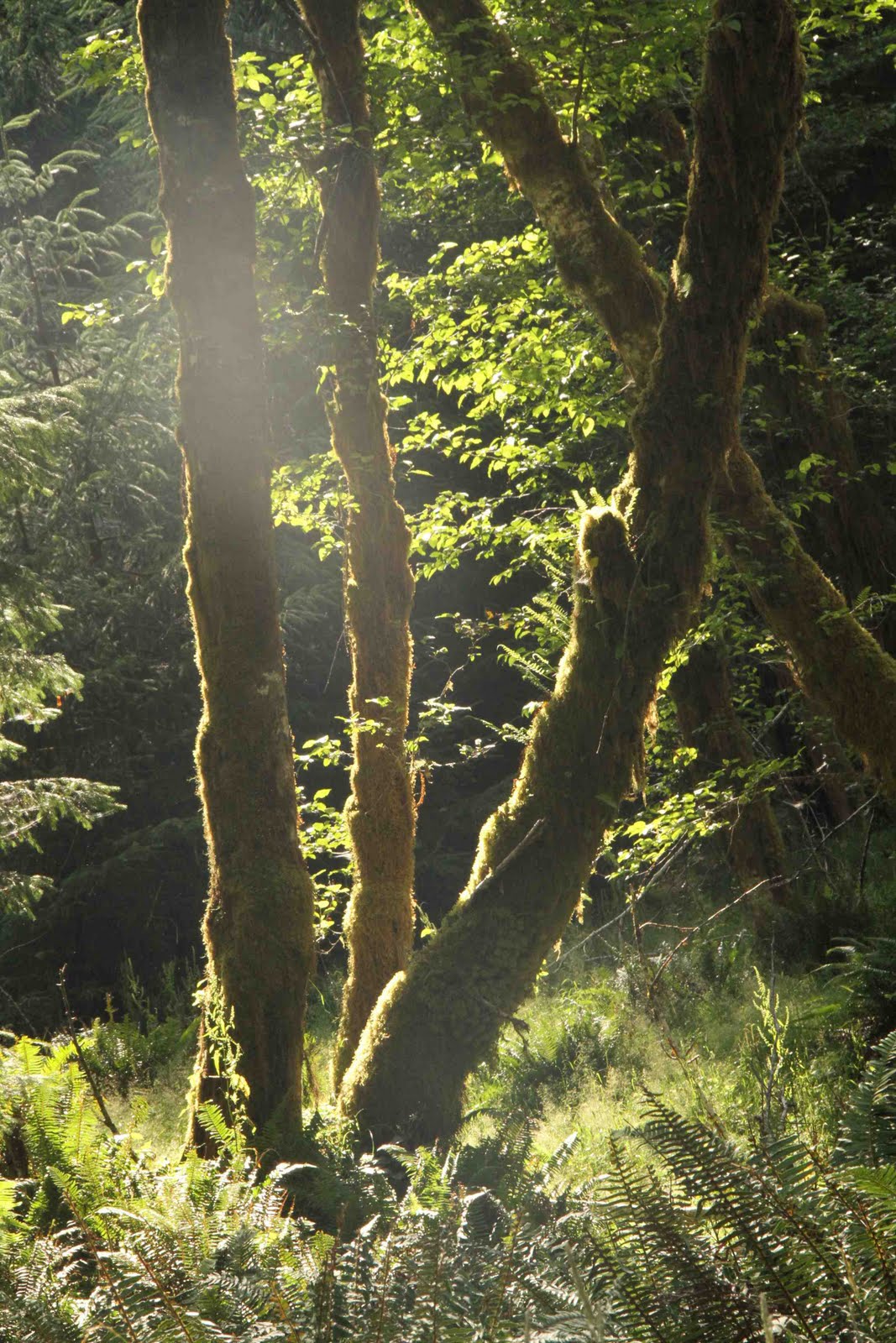 I Went There Too: August 4 Portland - Forks - Hoh Rainforest - La Push