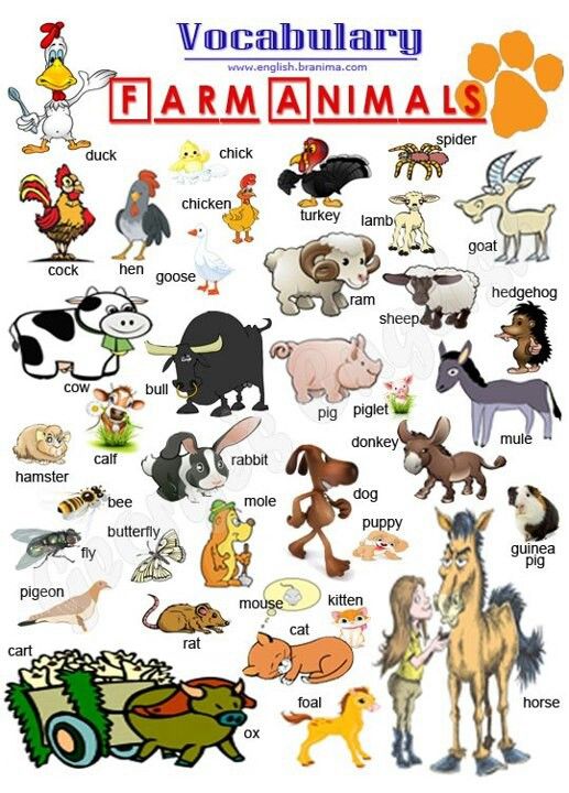 Ana's ESL blog: Vocabulary about animals