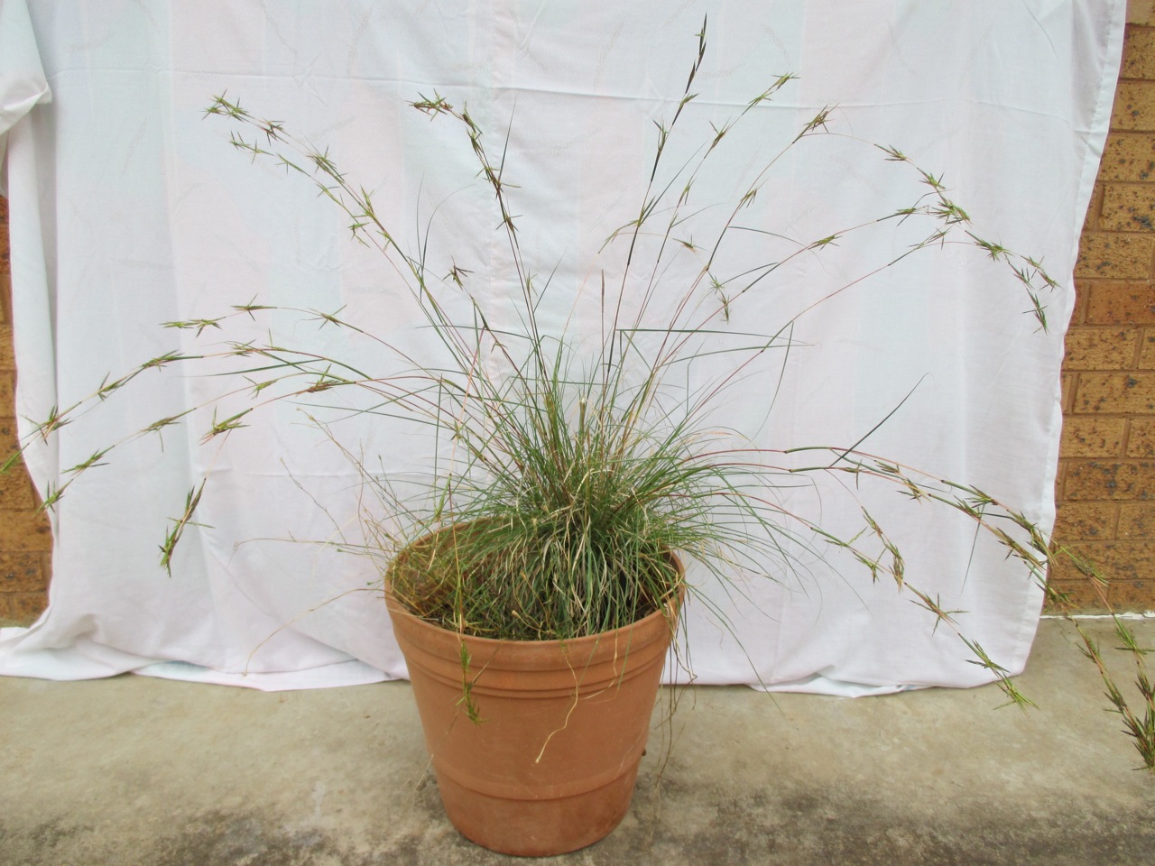 Mt Rogers Landcare: MT ROGERS MAY 2016 NEWSLETTER