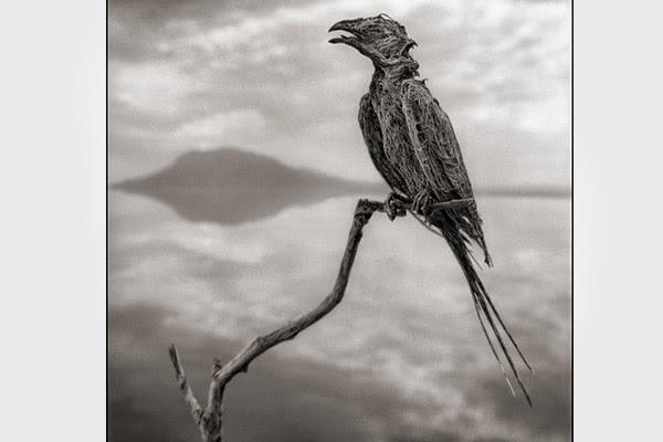 Lake natron tanzania calcified animals - babeslomi