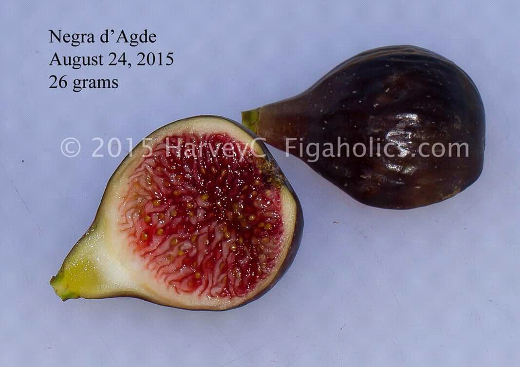 Negra d'Agde Fig - Var Tin