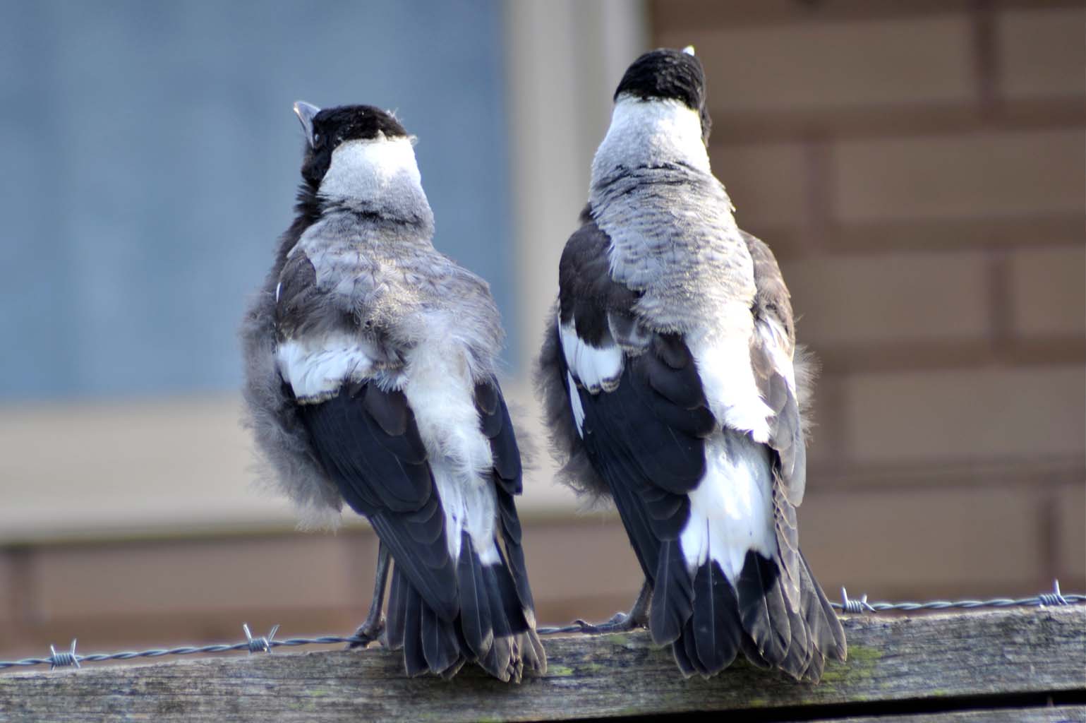 It's Baby Magpie Season