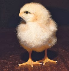 CUATRO GATOS LOCOS del lado de la naturaleza