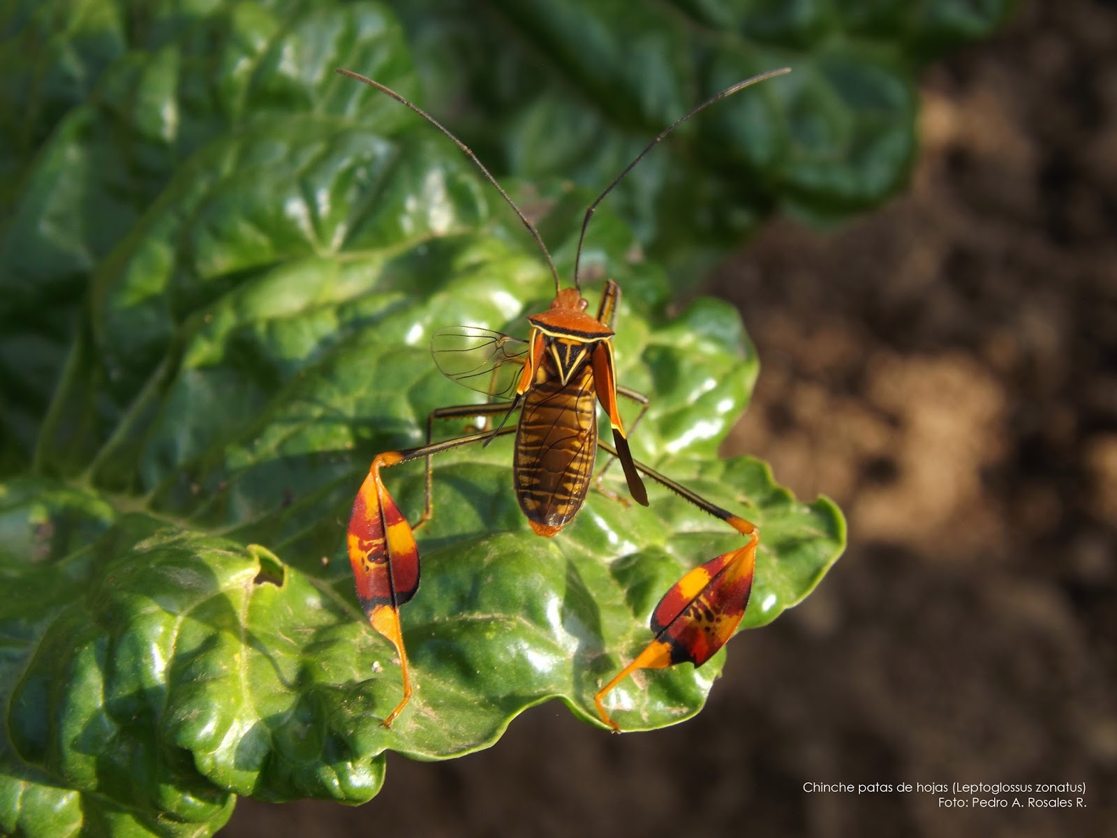 Venezuela: Algunas fotos de la fauna de Venezuela