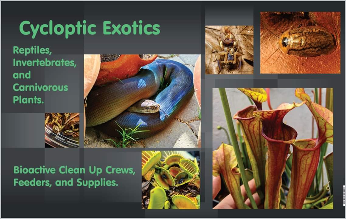 Cycloptic Exotics Availability