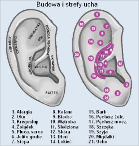 TAOISTYCZNA AKADEMIA OŚWIECENIA: 8 cudów chińskiego masażu (czyli 8 ...