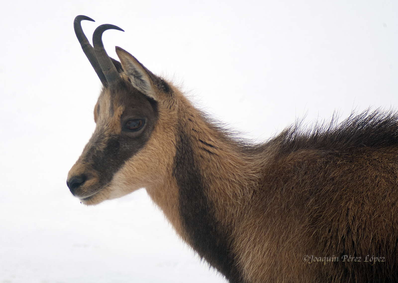 FOTO Y VIDA SALVAJE: El rebeco cantábrico (Rupicapra pyrenaica parva)