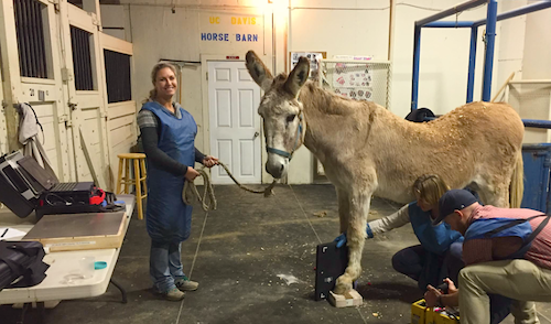 Fran Jurga`s Hoofcare + Lameness: Lost to laminitis: UC Davis says good ...