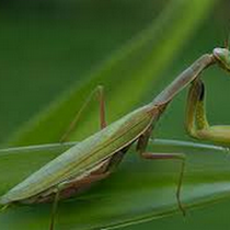 BORBOLETA TRICOLOR (Mimoides lysithous harrisianus) | KLIMA NATURALI ...