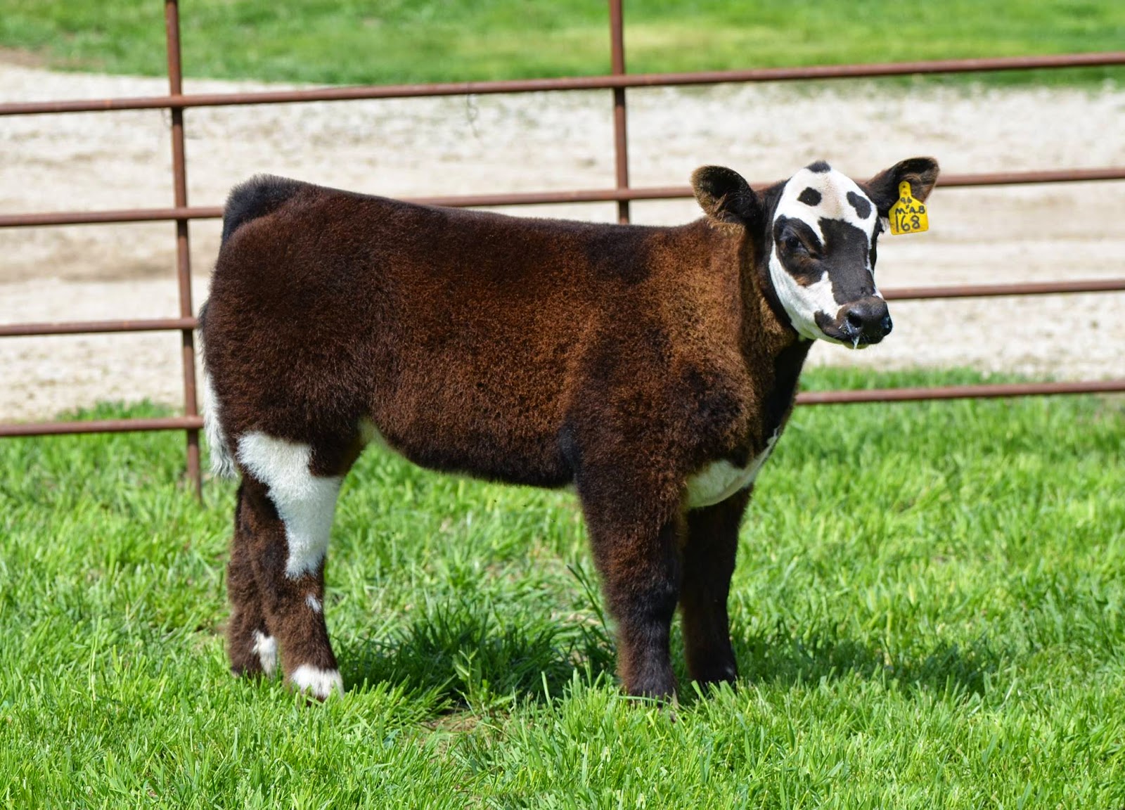 RCC Blog: Staley Show Cattle