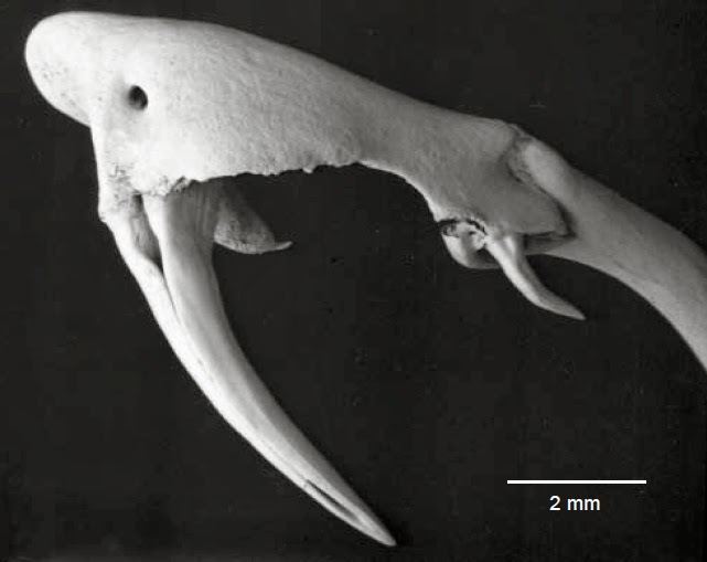 Life is short, but snakes are long: Basics of Snake Fangs