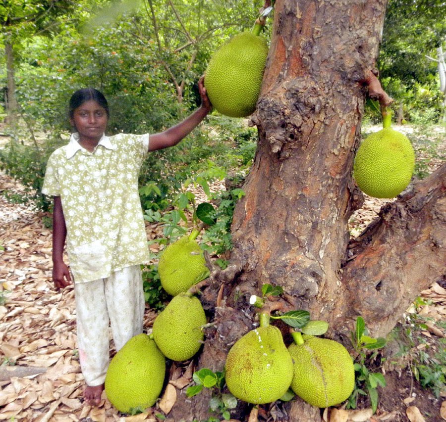 Panruti: India’s Jackfruit Paradise & Jackfruit, the Essence of ...