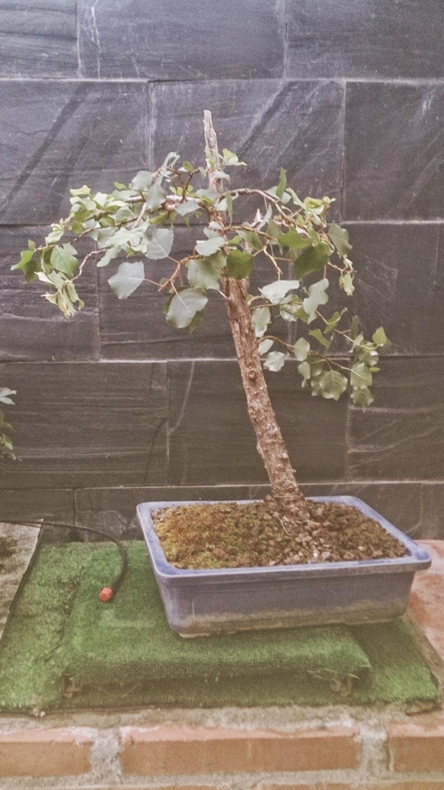 EXPRÉSION BONSÁI .....: Nº 51 Álamo negro, Chopo Negro - Populus nigra