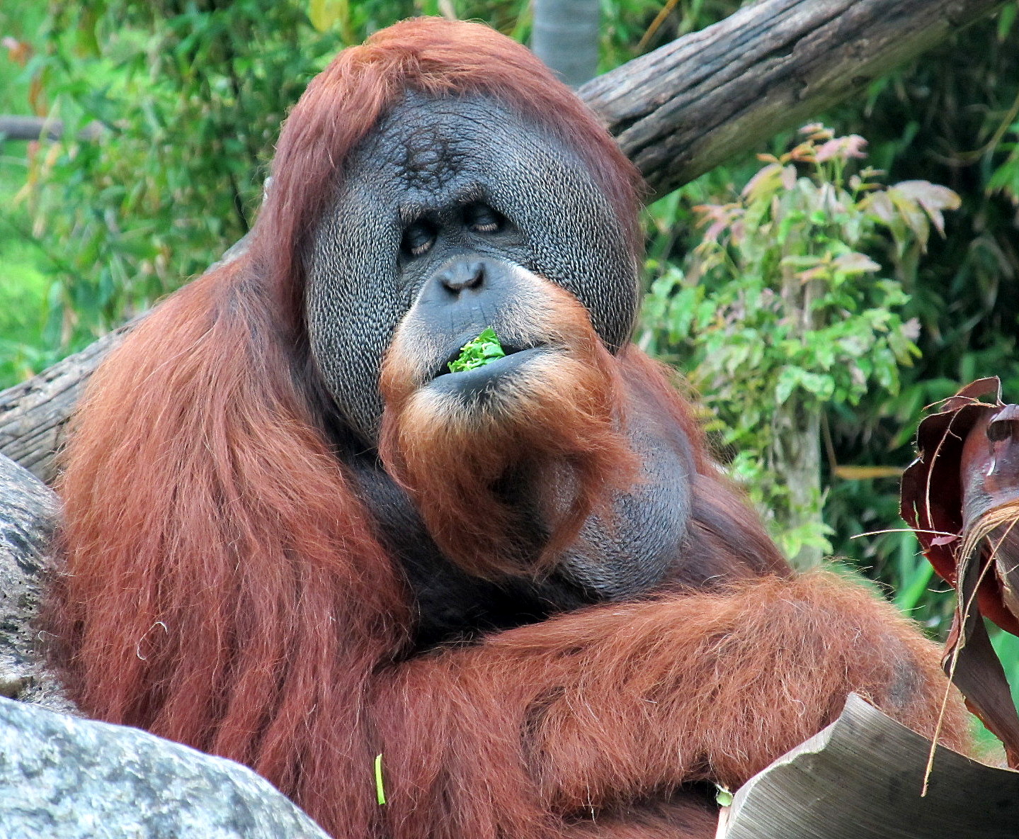 Life with Dylan: Endangered Species Monday - Orangutan