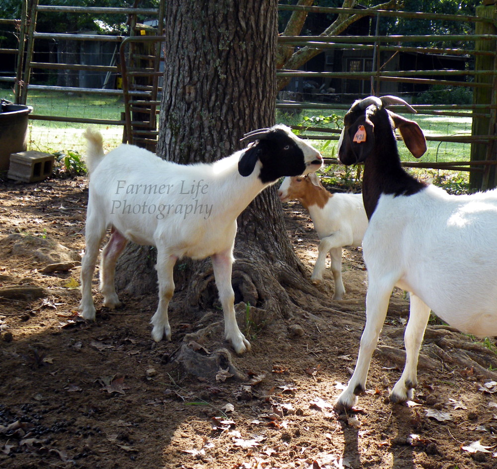 Living A Farmer's Life: Goat Graduation