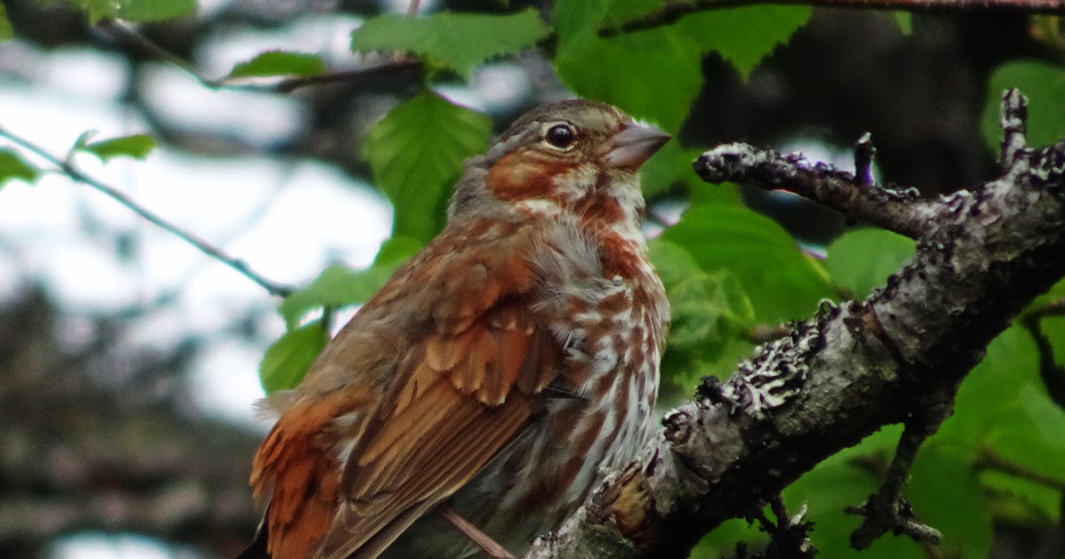 Fox Sparrow Newfoundland Birds Photo + Video - ArtByJudieAnn
