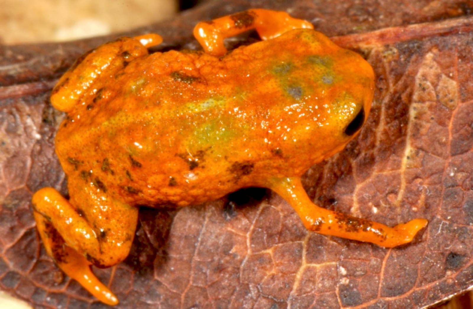 Rosa Rubicondior: New Frogs Expose The Intelligent Design Hoax
