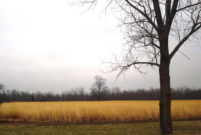 Plants Amaze Me: Wau-ke-na William Erby Smith Preserve