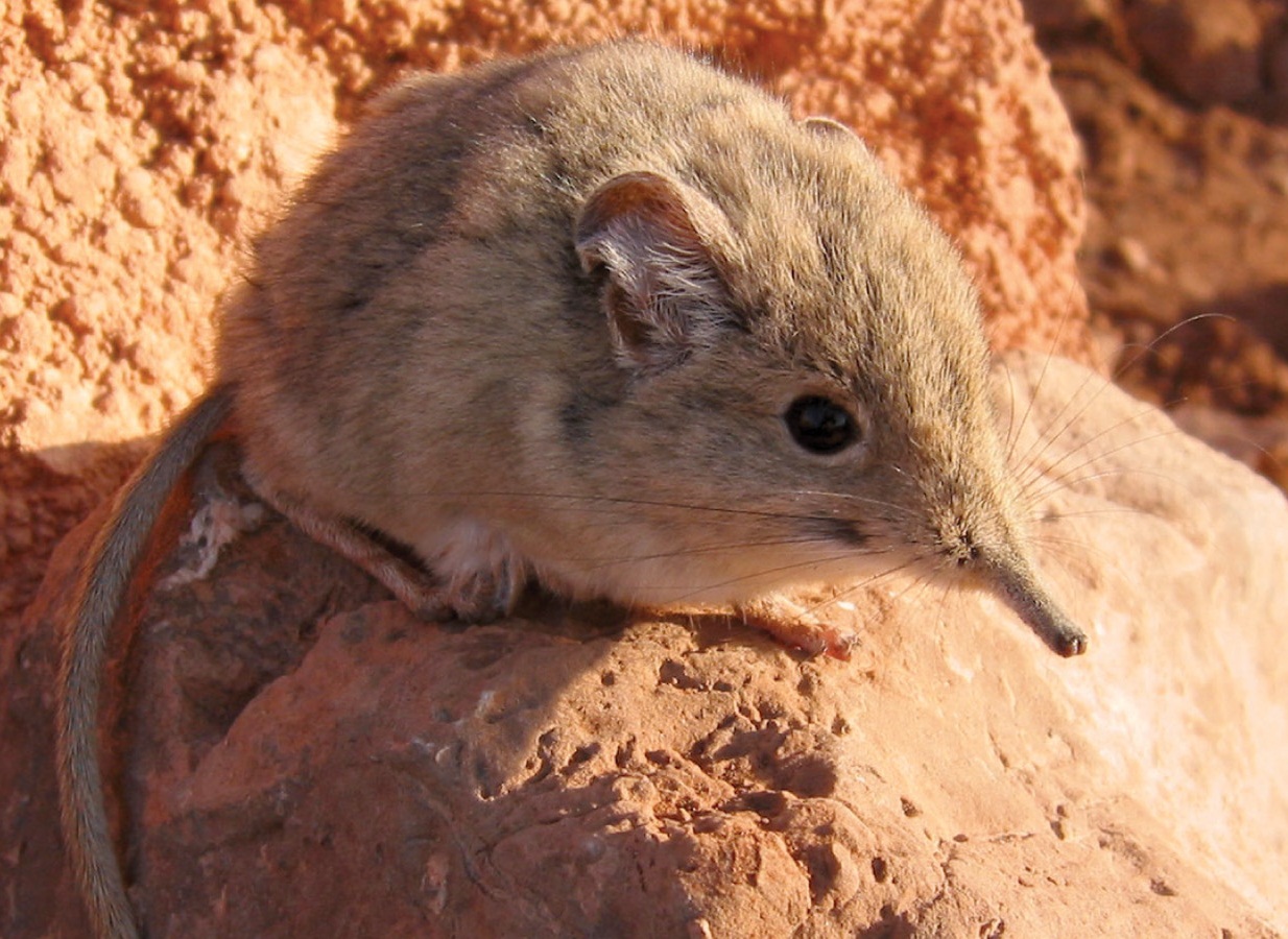 Species New to Science: [Mammalogy • 2016] Petrosaltator gen. nov., A ...