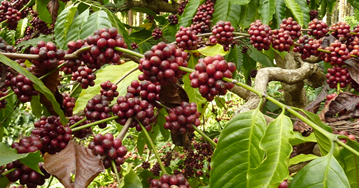 Budidaya Tanaman Kopi Arabika