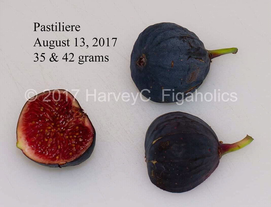 Pastiliere Fig - Var Tin