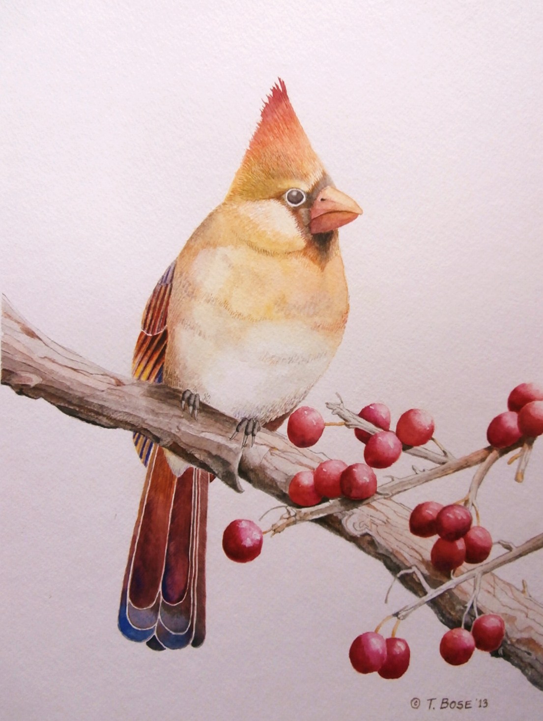 Tom Bose Watercolors: No. 22: Female Cardinal Watercolor