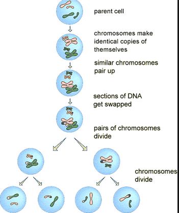 Definition Of Cell division |Genetic Engineering Info