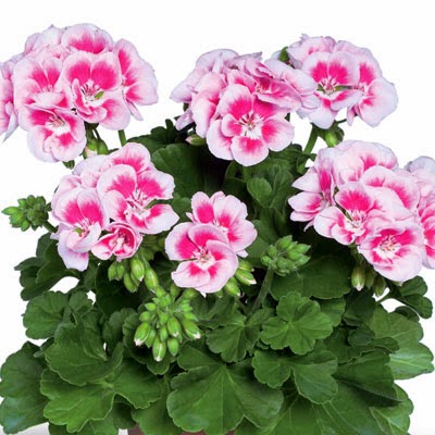 GRAFOR - FLORI SI PEISAGISTICA: Muscata zonala - Pelargonium zonale