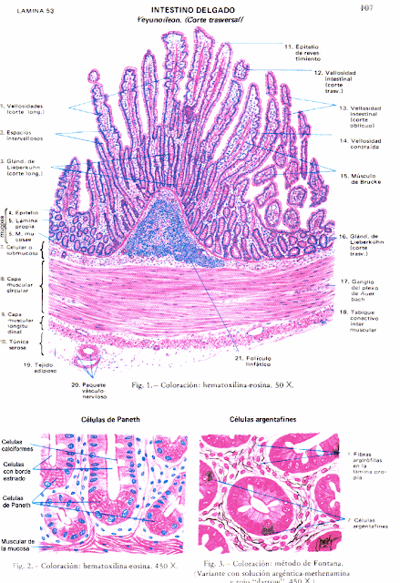 BIOLOGIA 1º BACH CCNN: TEJIDO EPITELIAL.