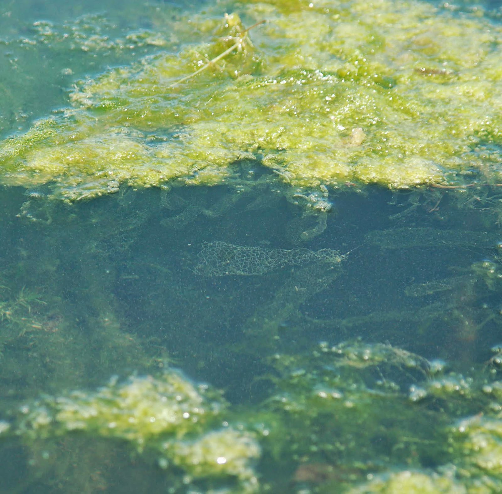 The Ripple Effect: Mystery of the Month: July 2014