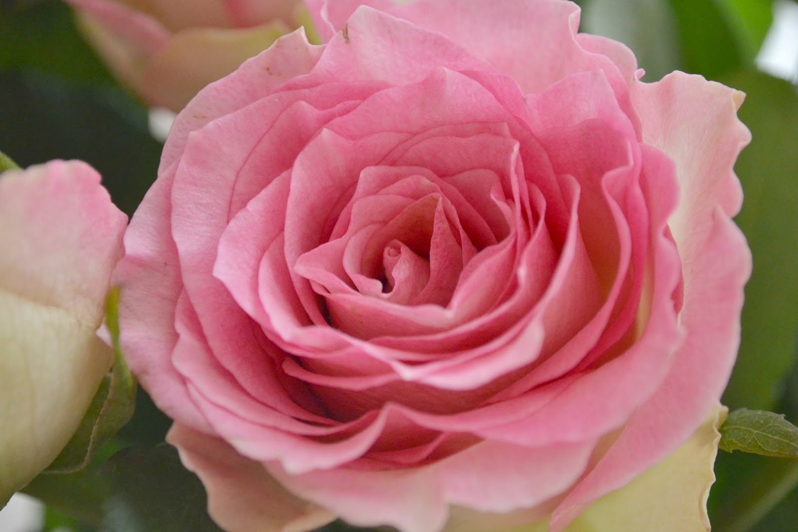 Jennelise: Pretty Pink Roses