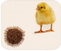 ALIMENTOS PARA POLLOS Y TRANSGÉNICOS: ALIMENTO BALANCEADO PARA POLLO