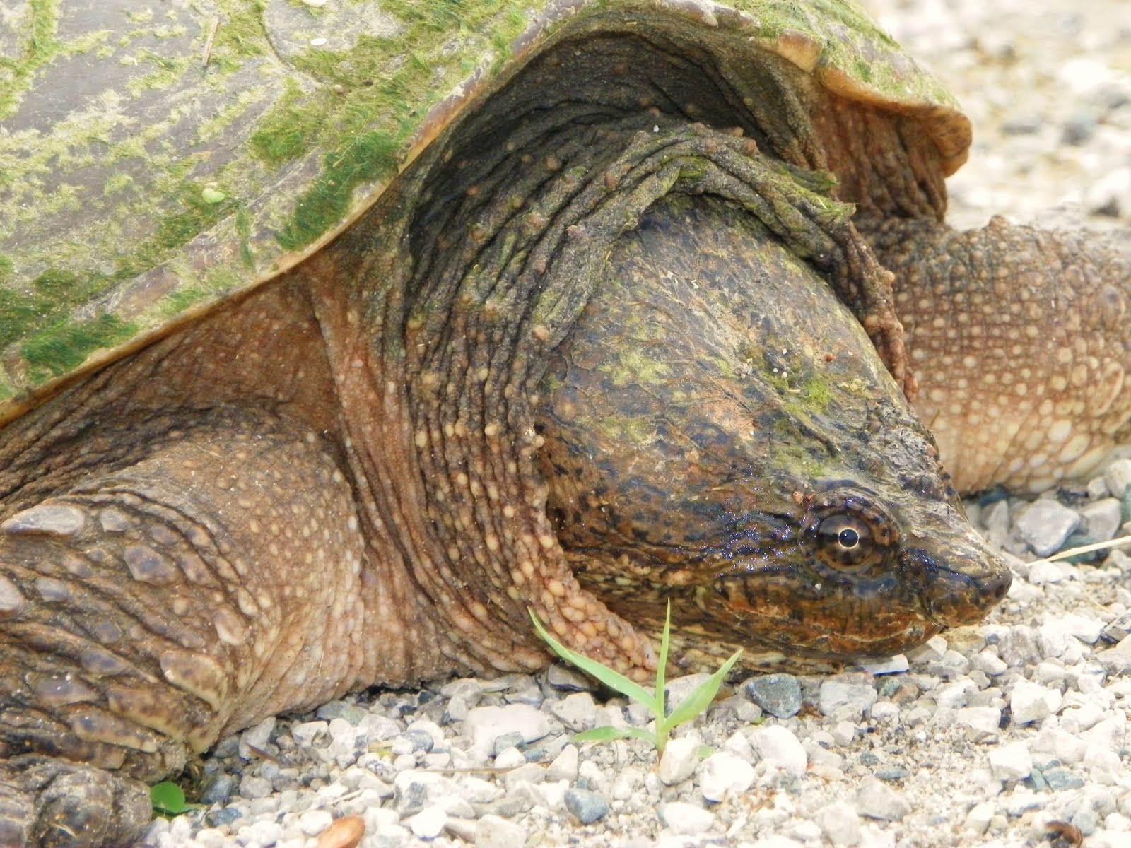 Timothy's Nature Photography www.facebook.com/ellistimphotography ...