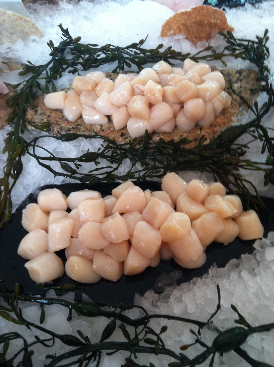 The Edible Ocean: Shellfish Status