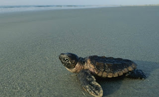 Beauty Animalia: Loggerhead Sea Turtles