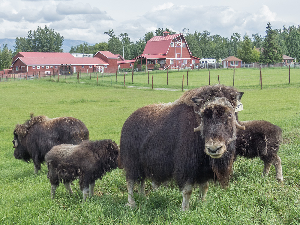 Merikay's Dream : Musk Ox Farm, and a Glacier