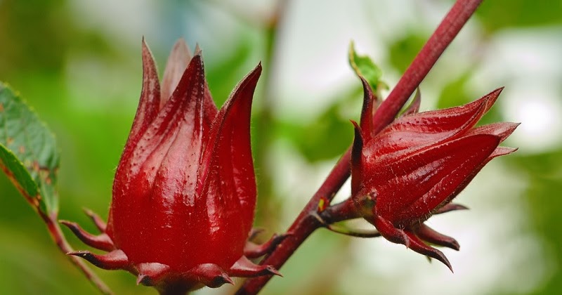 FAHAMU KWA UNDANI KUHUSU KILIMO CHA ROZELA - Kilimo Hai