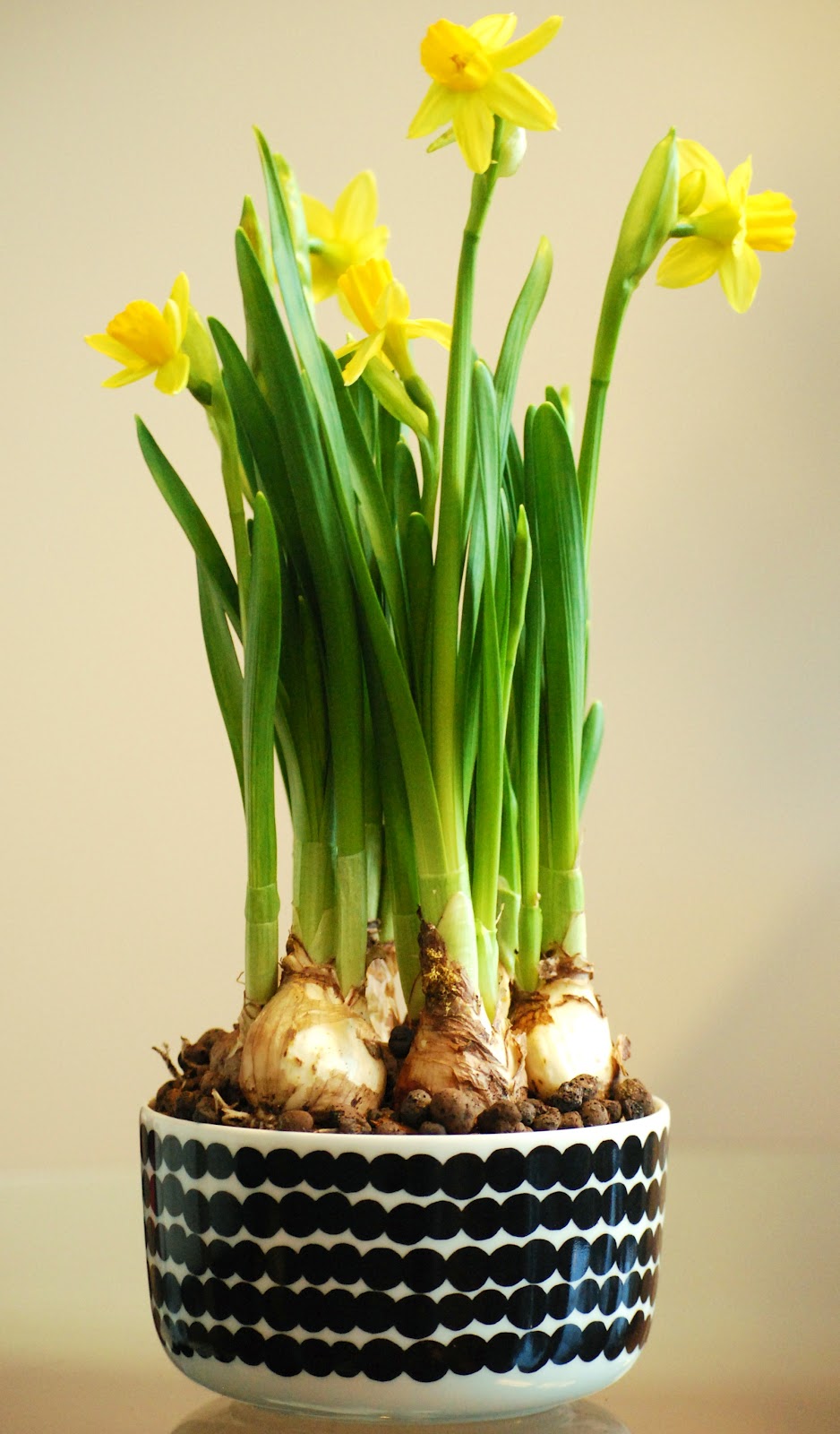 - Mimmin takapiha -: Pirteä Narsissi