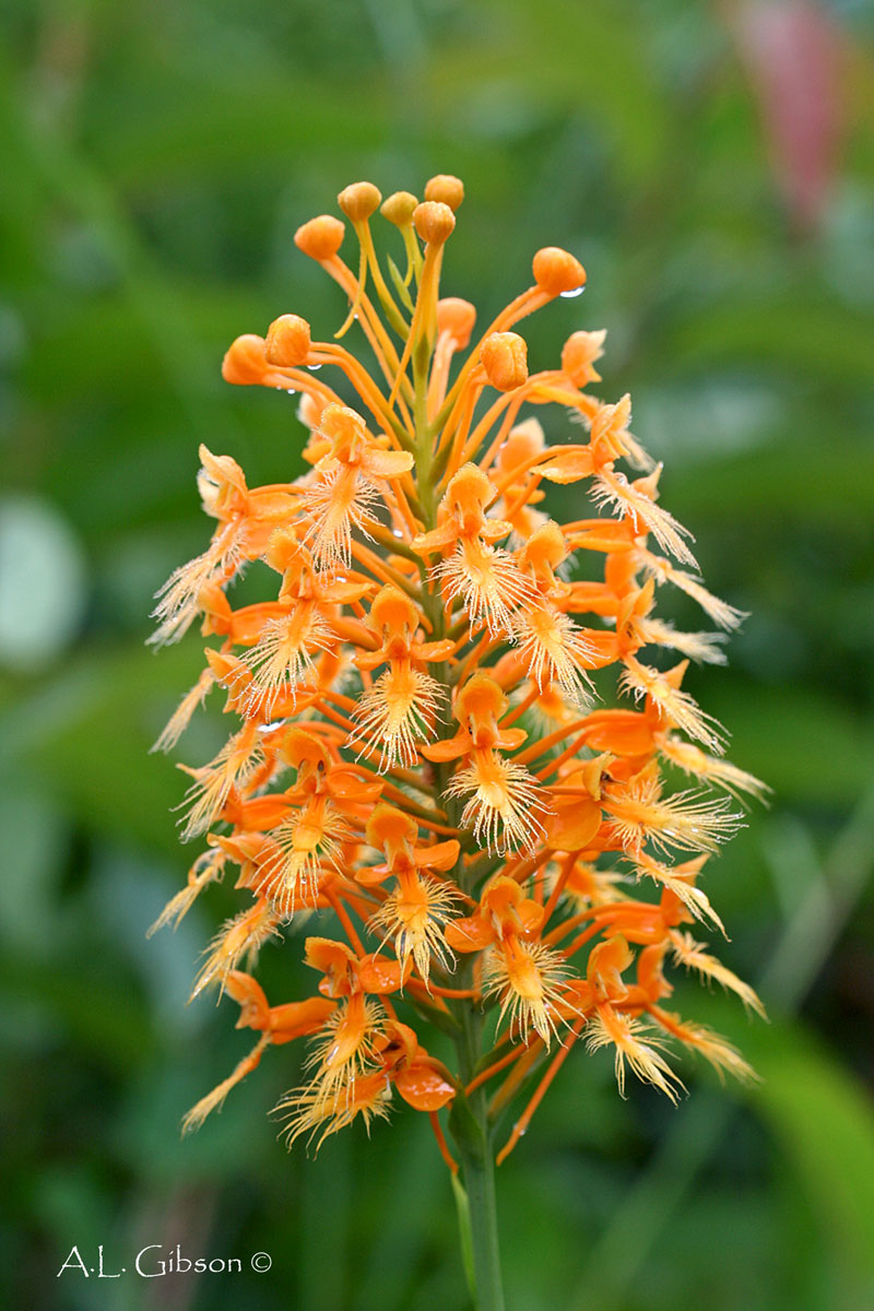 The Buckeye Botanist Plethora Of Platanthera Orchids