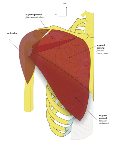 Muscle grand pectoral