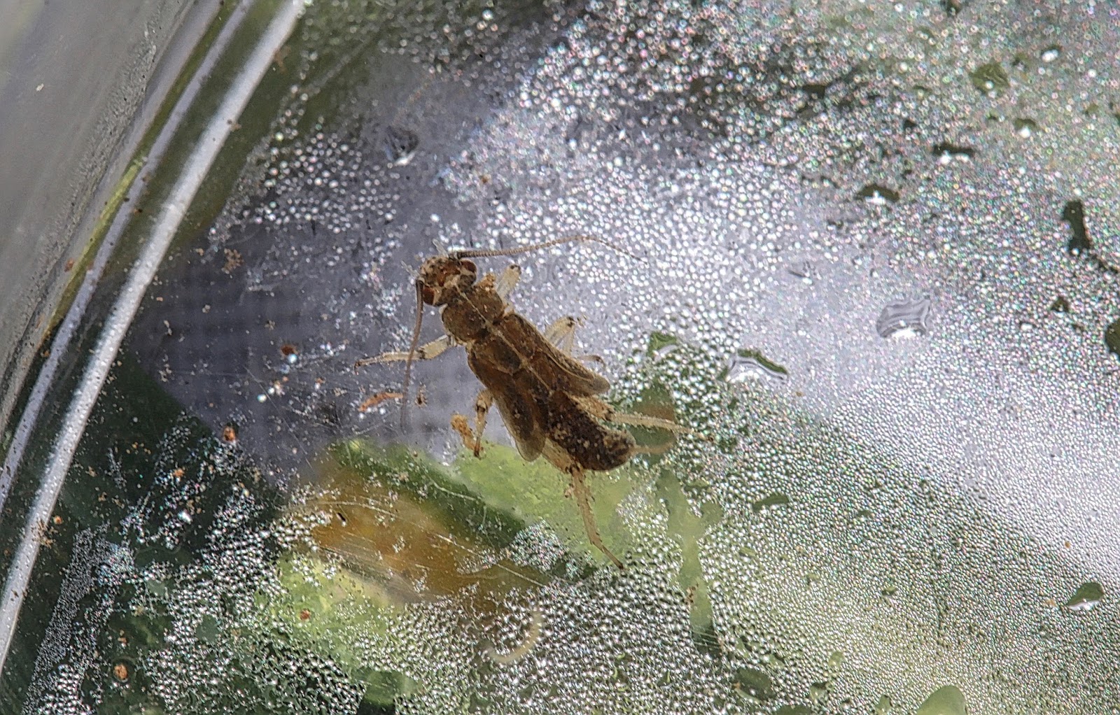 Aquatic Insects of Central Virginia: February 2017