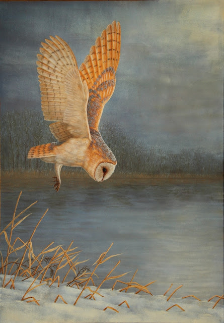 A Day In the Life of a Wildlife Artist: Barn Owls Bow Out