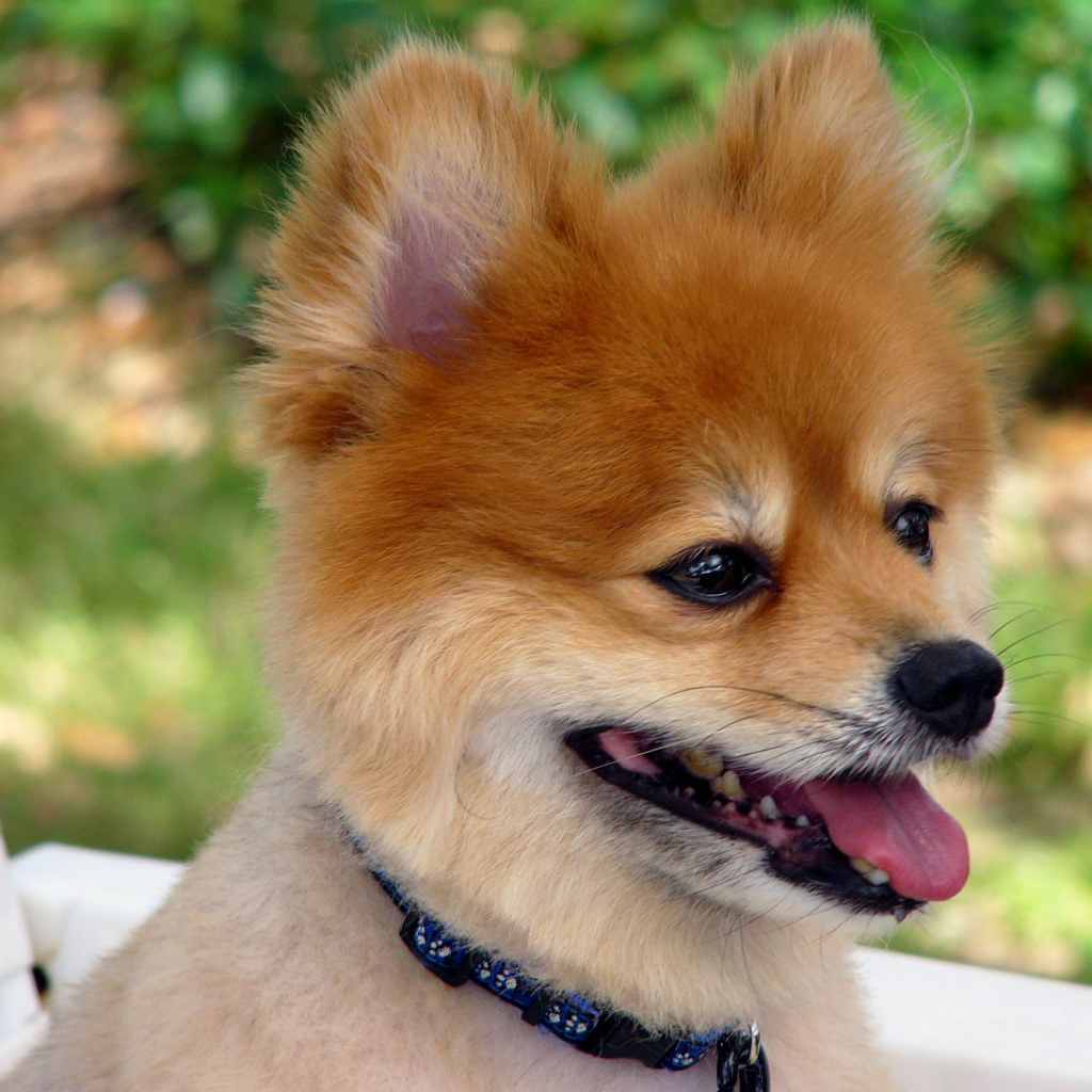 Pomeranian | Cool Wallpaper