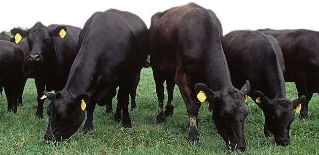 Extension to the 3rd Degree: Horn Fly & Face Fly Control in Cattle