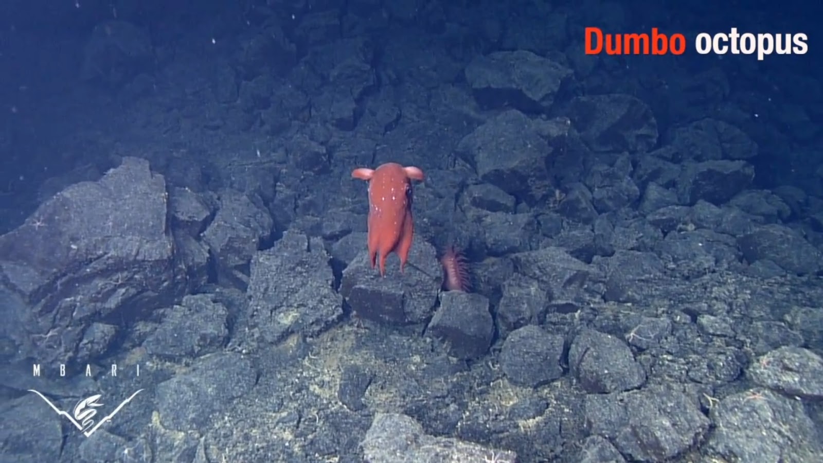 Real Monstrosities: The Blobs!