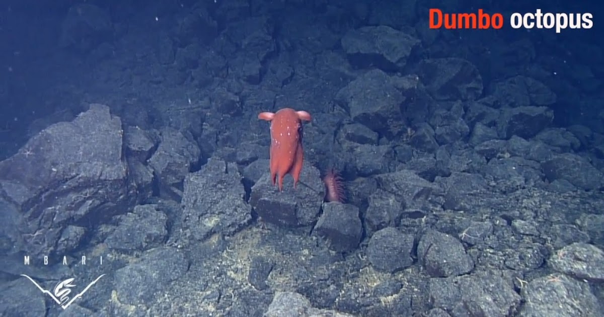 Real Monstrosities: The Blobs!