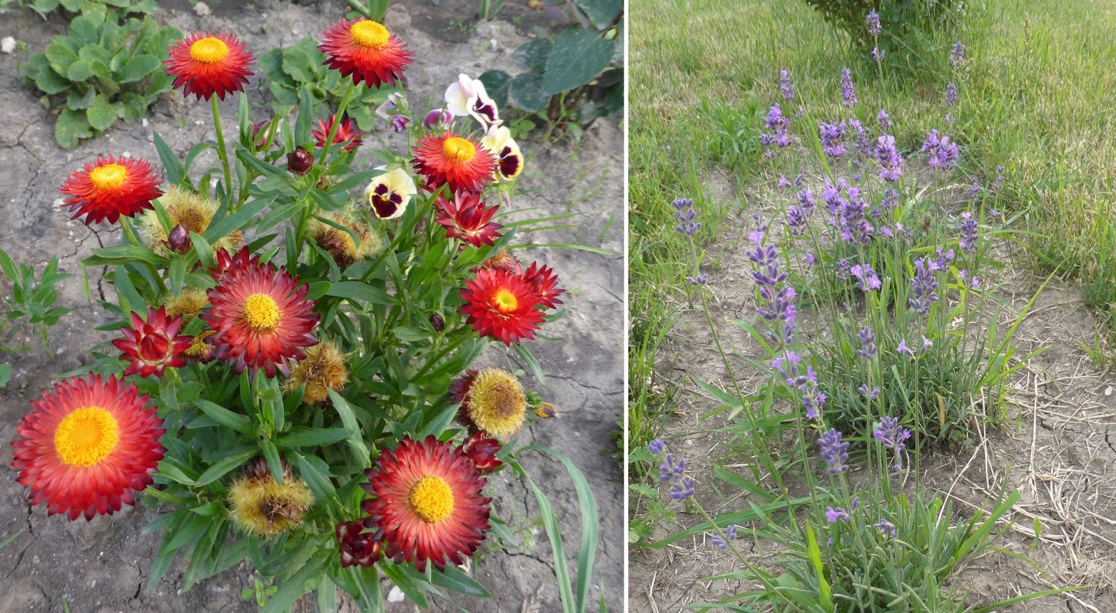 Beauty of dreams : Co słychać w ogródku :)