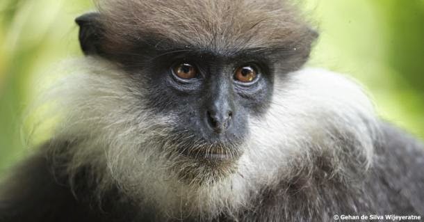 Primates in Sri Lanka - Enchanter Of Island